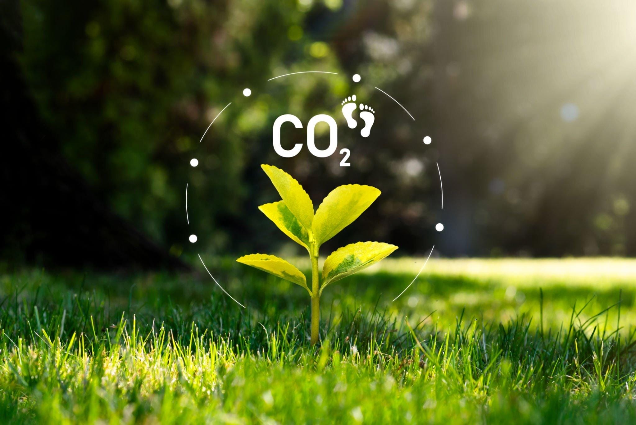 Uncovering the Truth: The Process of Carbon Footprint Verification and ...