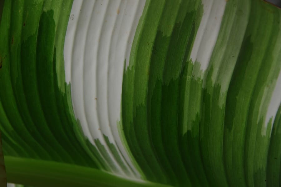 Green Audit As Per NAAC Guidelines